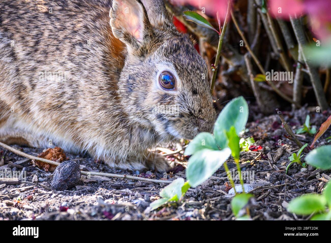 Native rabbit in a garden looking for a snack, spring wildlife Stock ...