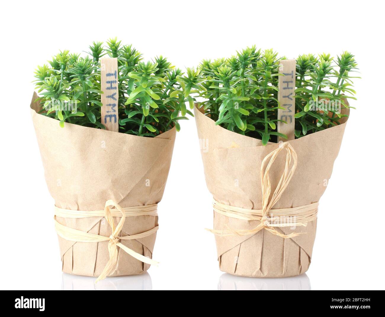 thyme herb plants in pots with beautiful paper decor isolated on white ...