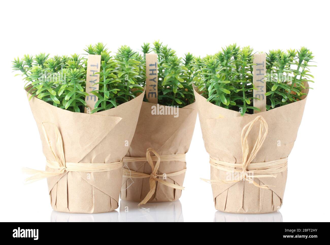 thyme herb plants in pots with beautiful paper decor isolated on white ...