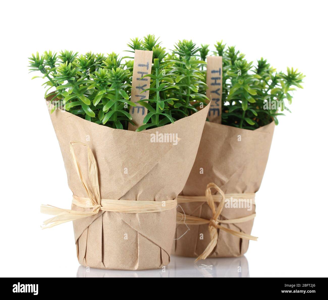 thyme herb plants in pots with beautiful paper decor isolated on white ...