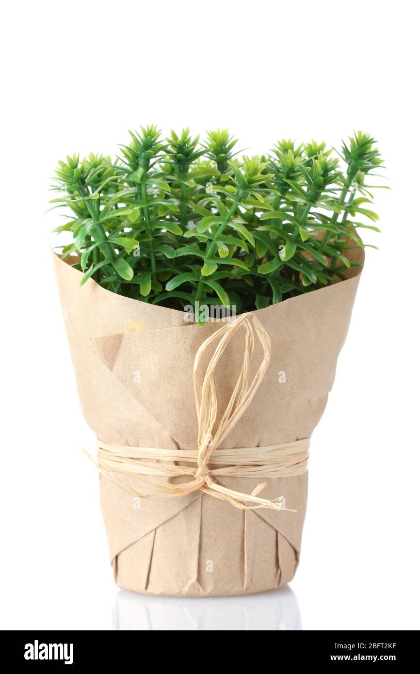 thyme herb plant in pot with beautiful paper decor isolated on white ...