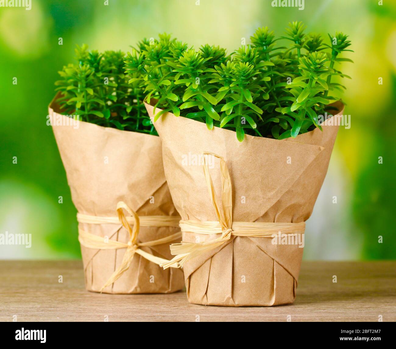 thyme herb plants in pots with beautiful paper decor on wooden table on ...