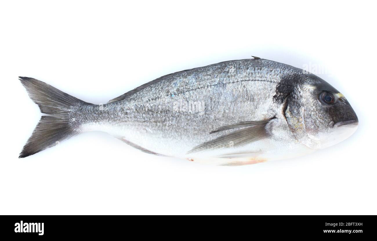 Fresh fish isolated on white Stock Photo - Alamy
