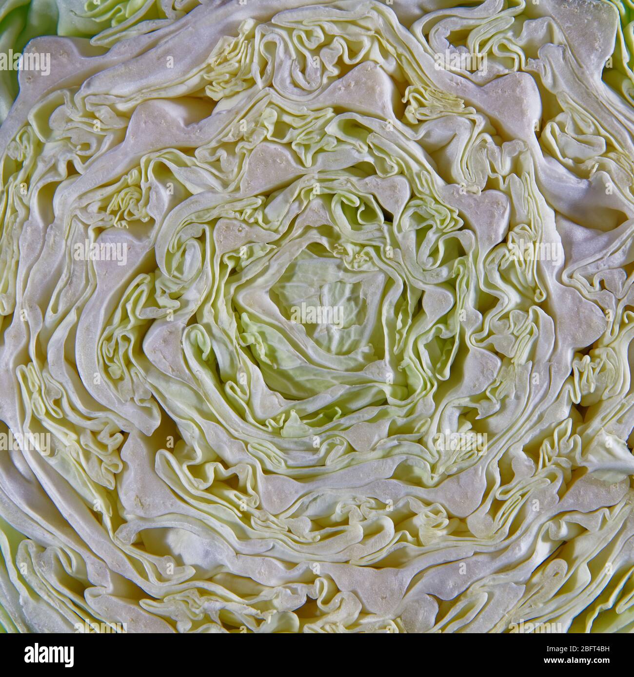 Superfood green cabbage cross section close up detail of the structure ...