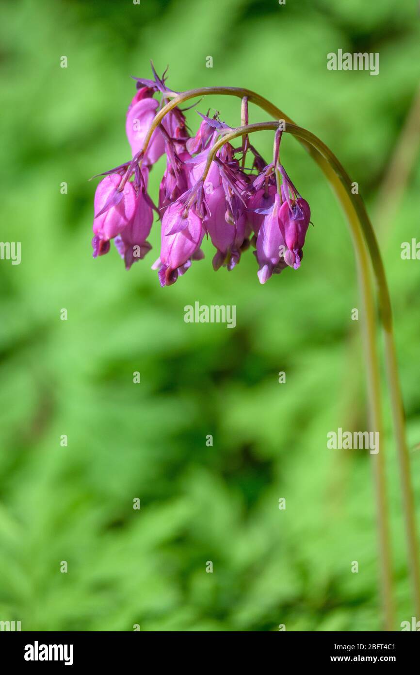 Pacific bleeding heart hi-res stock photography and images - Alamy