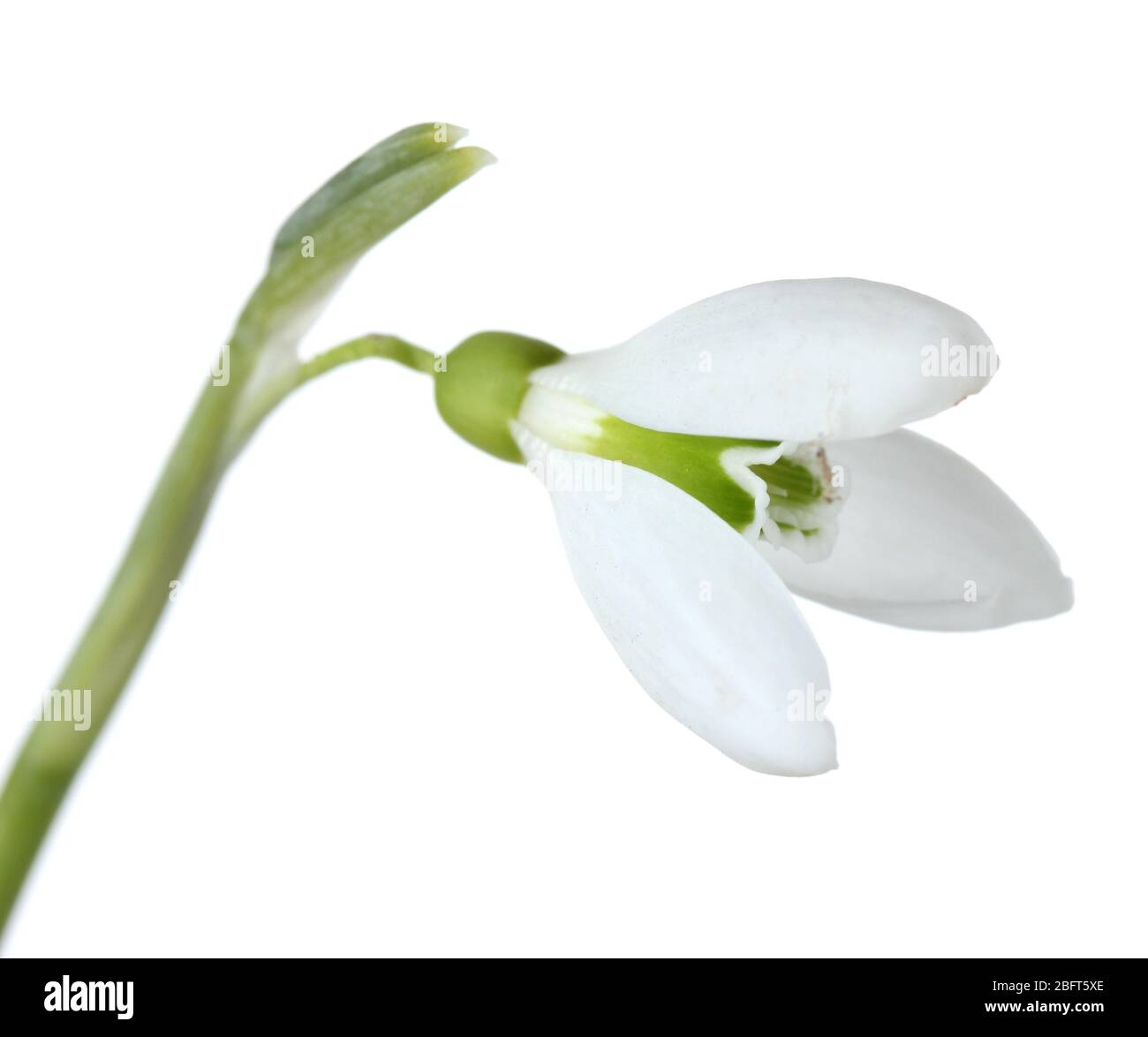 beautiful snowdrop flower isolated on white Stock Photo - Alamy
