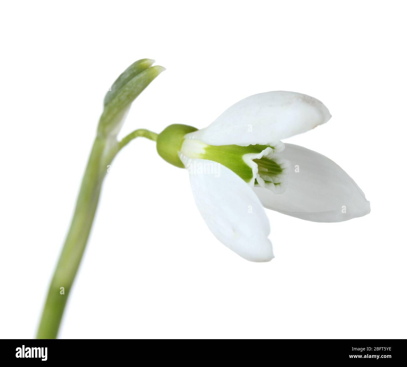 beautiful snowdrop flower isolated on white Stock Photo - Alamy
