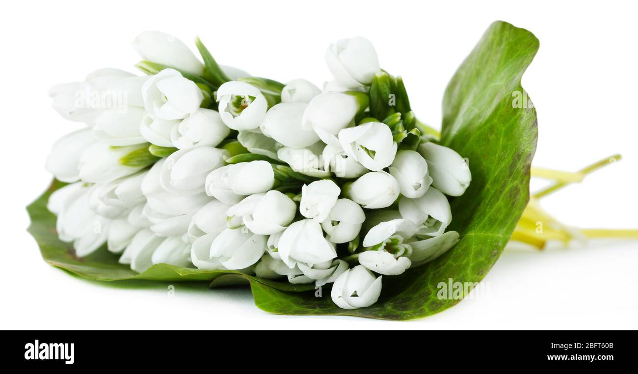 Beautiful snowdrops on snow Cut Out Stock Images & Pictures - Alamy