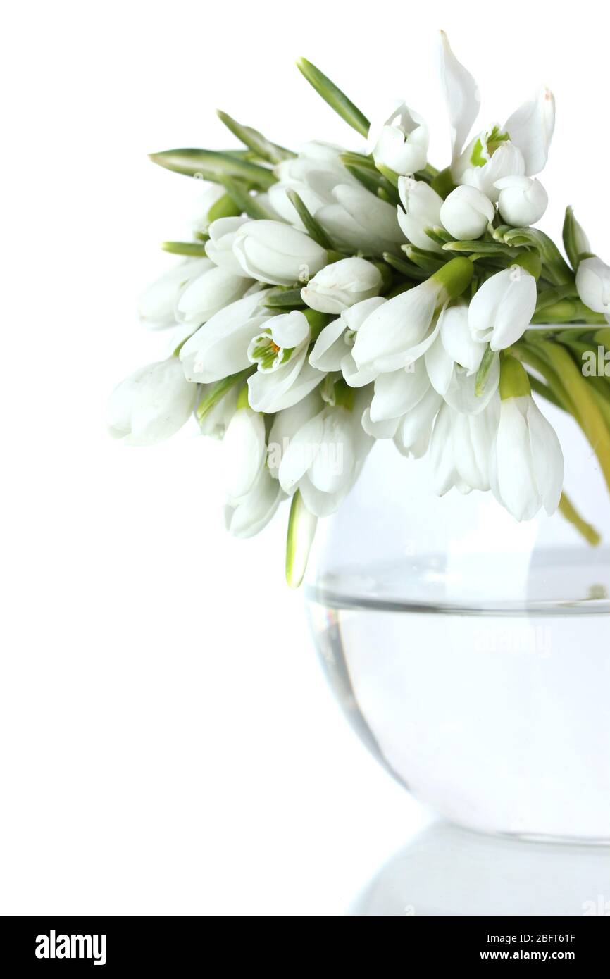 beautiful bouquet of snowdrops in transparent vase isolated on white ...