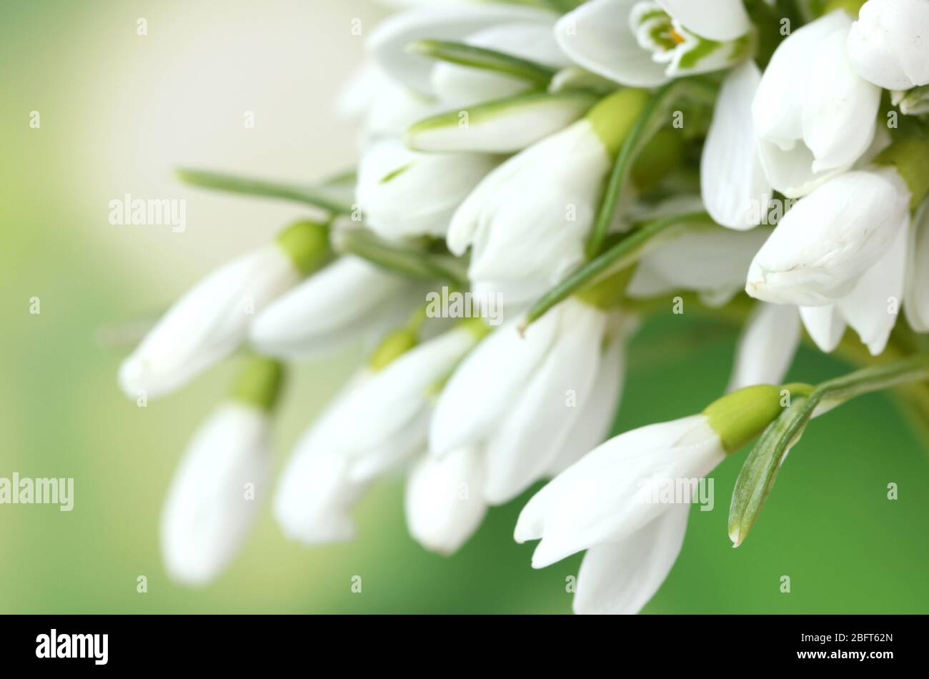 beautiful snowdrops on green background Stock Photo - Alamy