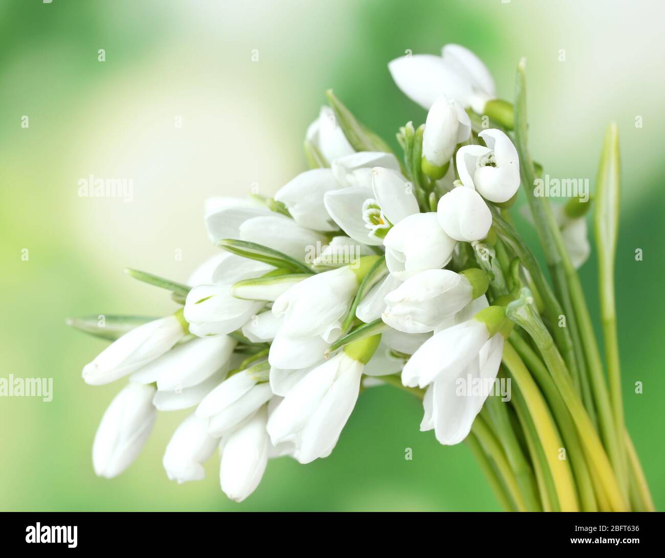 beautiful snowdrops on green background Stock Photo - Alamy