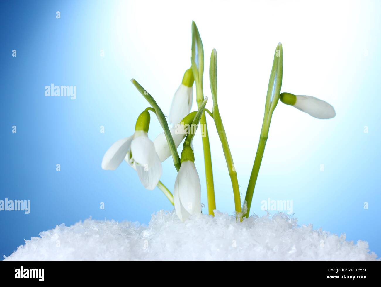 beautiful snowdrops in snow on blue background Stock Photo - Alamy