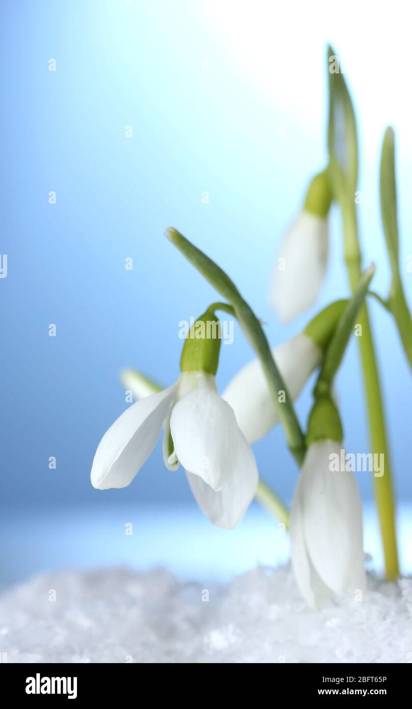 beautiful snowdrops in snow on blue background Stock Photo - Alamy