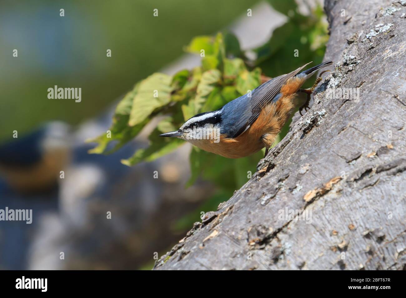 Red-breasted Nuthatch clinging to a tree trunk Stock Photo - Alamy