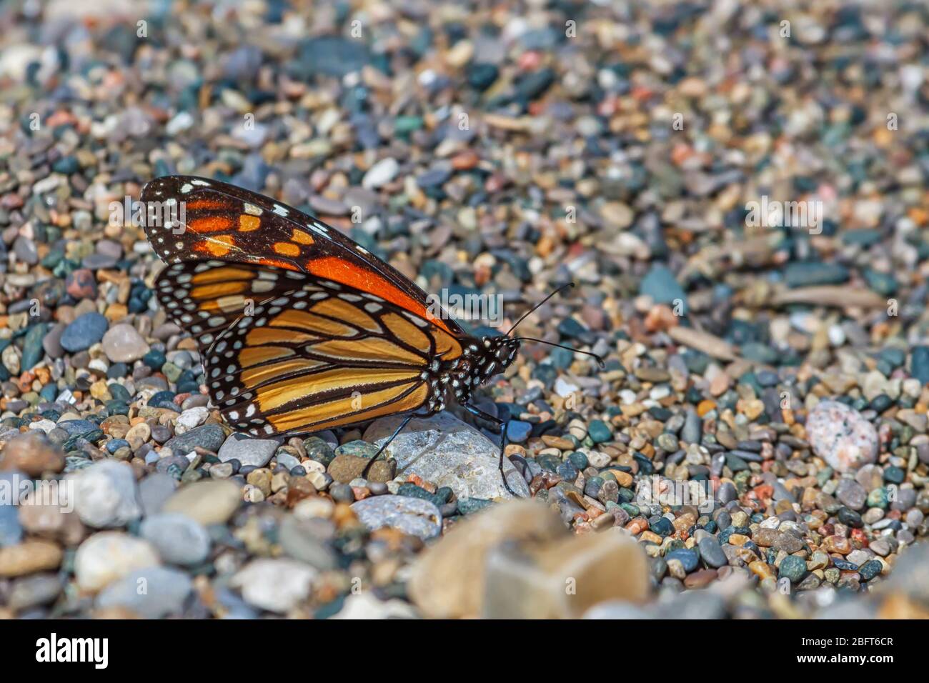 Monarch Butterfly puddling on a gravely beach Stock Photo - Alamy