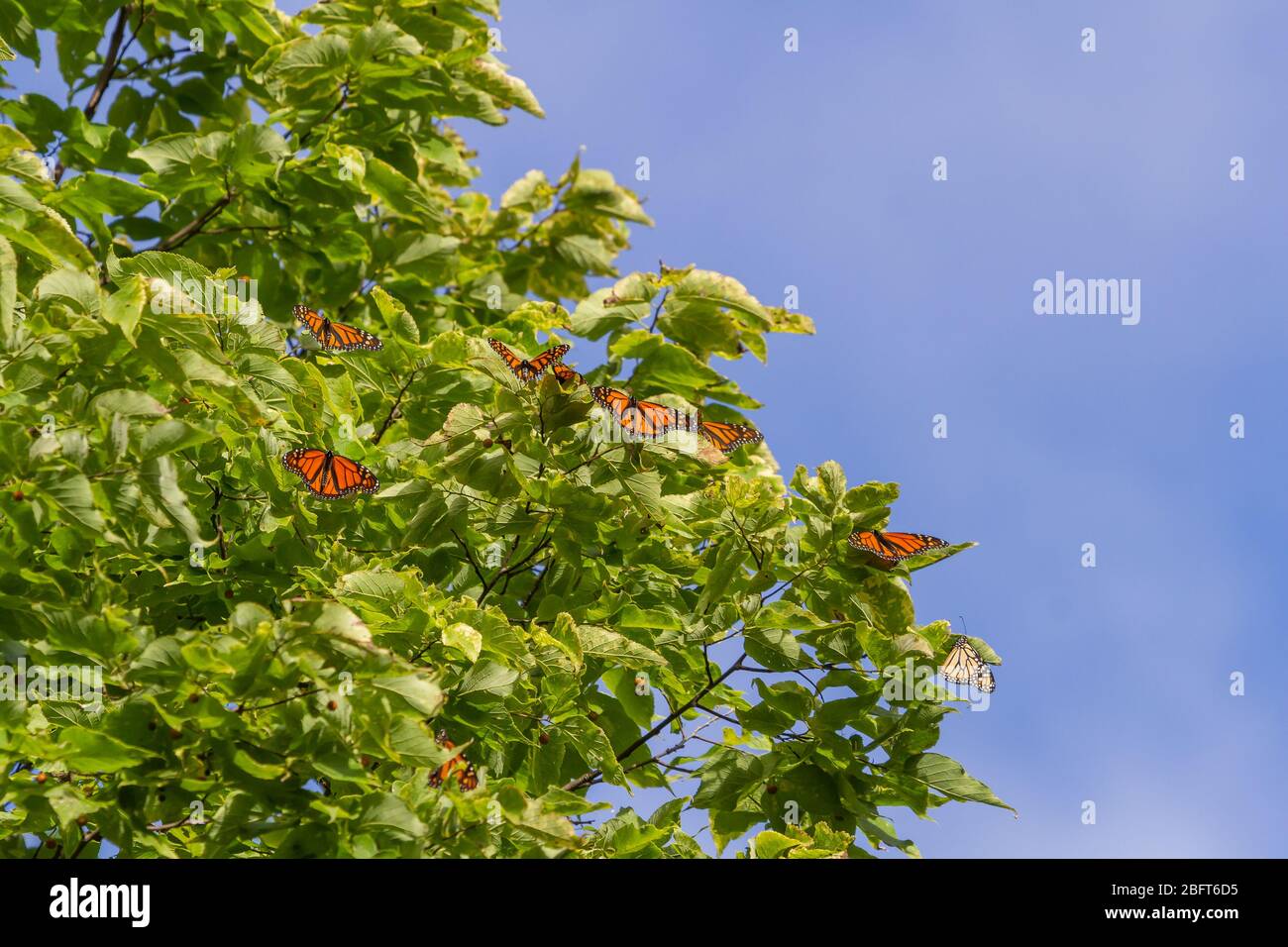 Monarch Butterflies roosting at the tip of Point Pelee before crossing ...