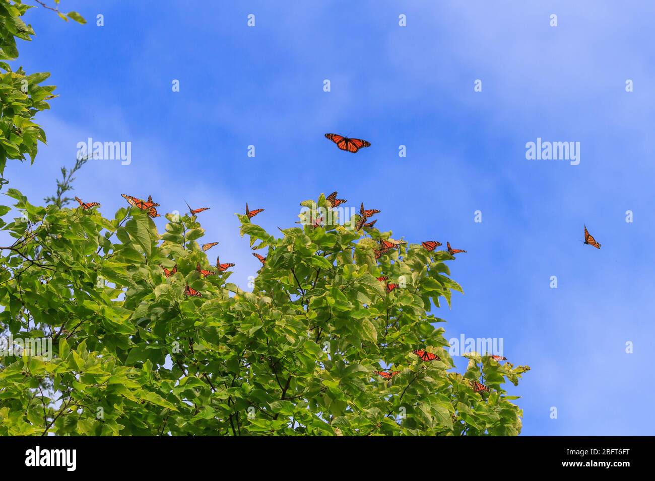 Monarch Butterflies roosting at the tip of Point Pelee before crossing ...