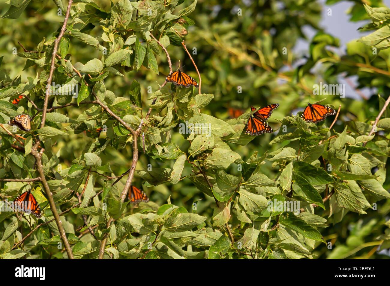 Monarch Butterflies roosting at the tip of Point Pelee before crossing ...