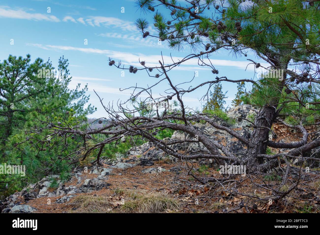 The base on an Austrian pine tree stands above a cliff with its ...