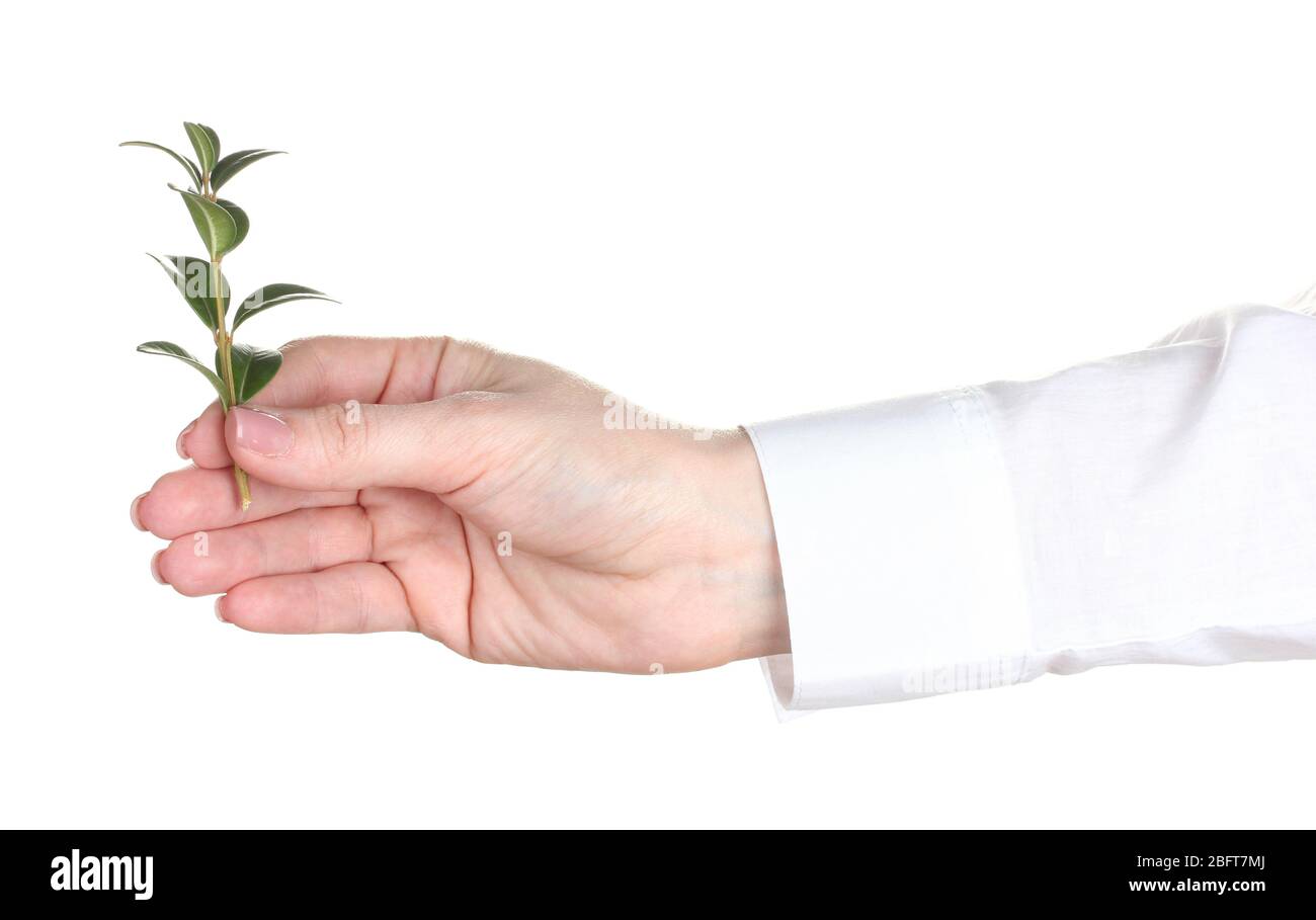 Woman hand with plant isolated on white Stock Photo - Alamy