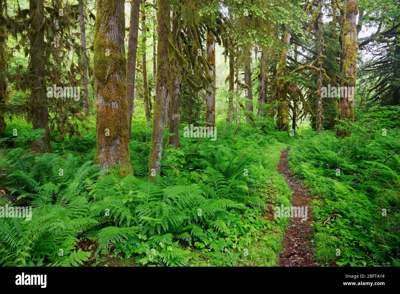 Baker River Trail running through old growth forest, North Cascades ...