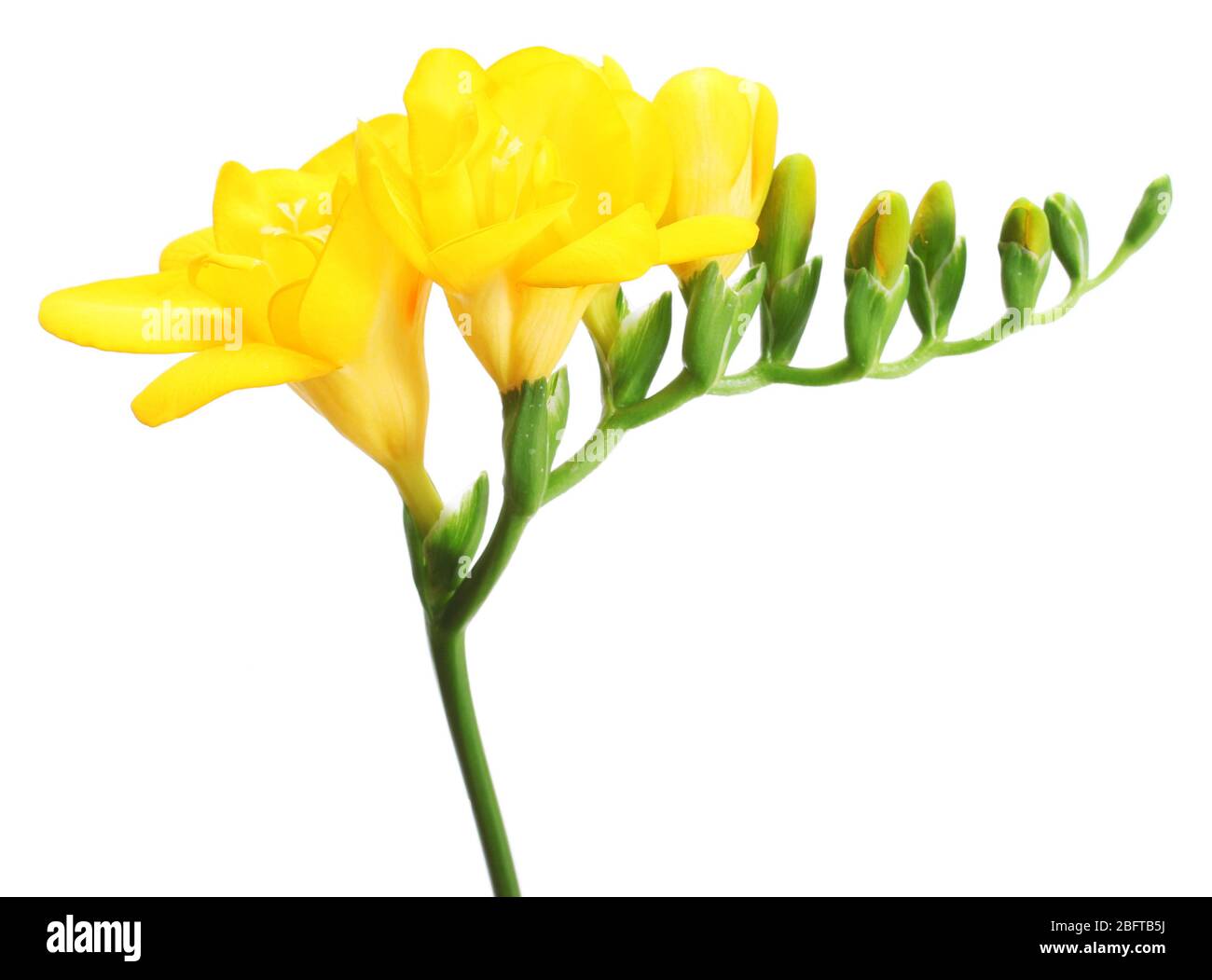 Close up yellow freesia Cut Out Stock Images & Pictures - Alamy