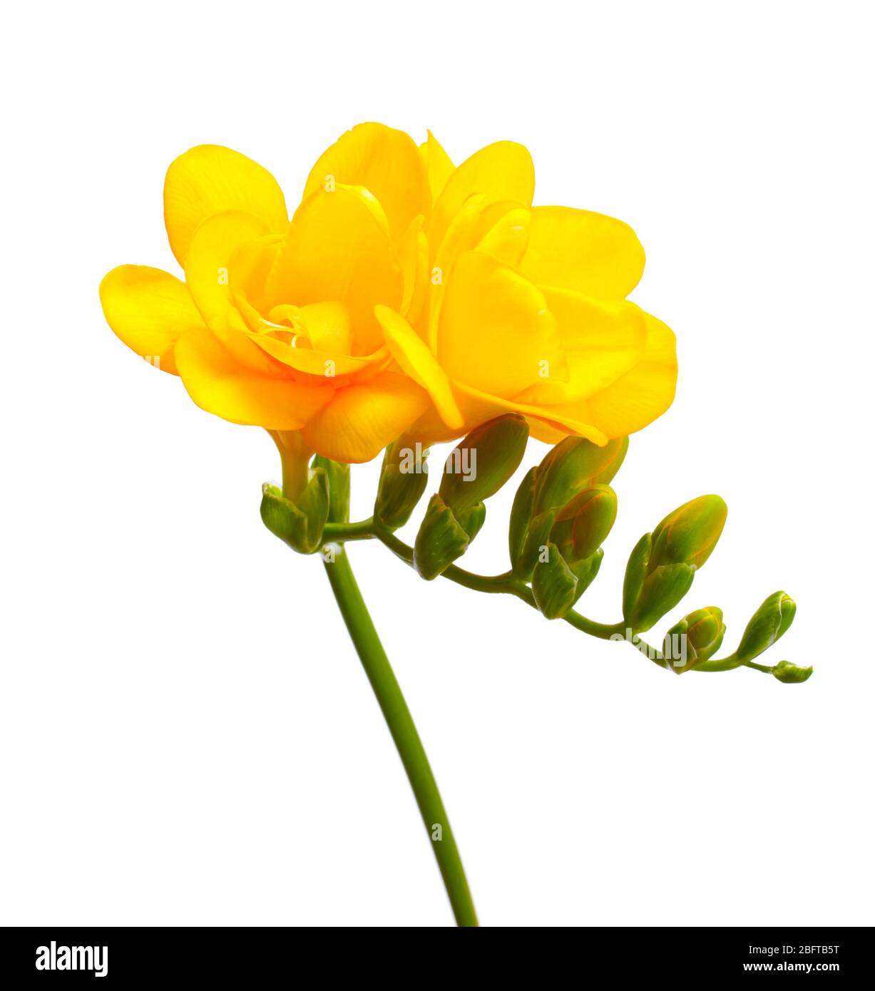Close up yellow freesia Cut Out Stock Images & Pictures - Alamy