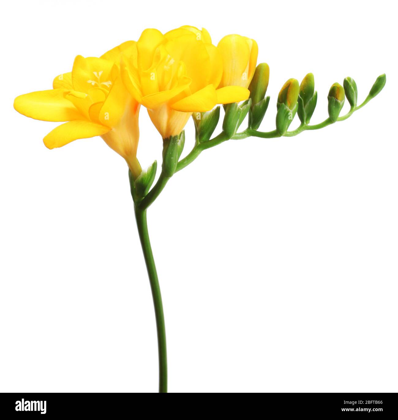 Beautiful yellow freesia isolated on white Stock Photo - Alamy