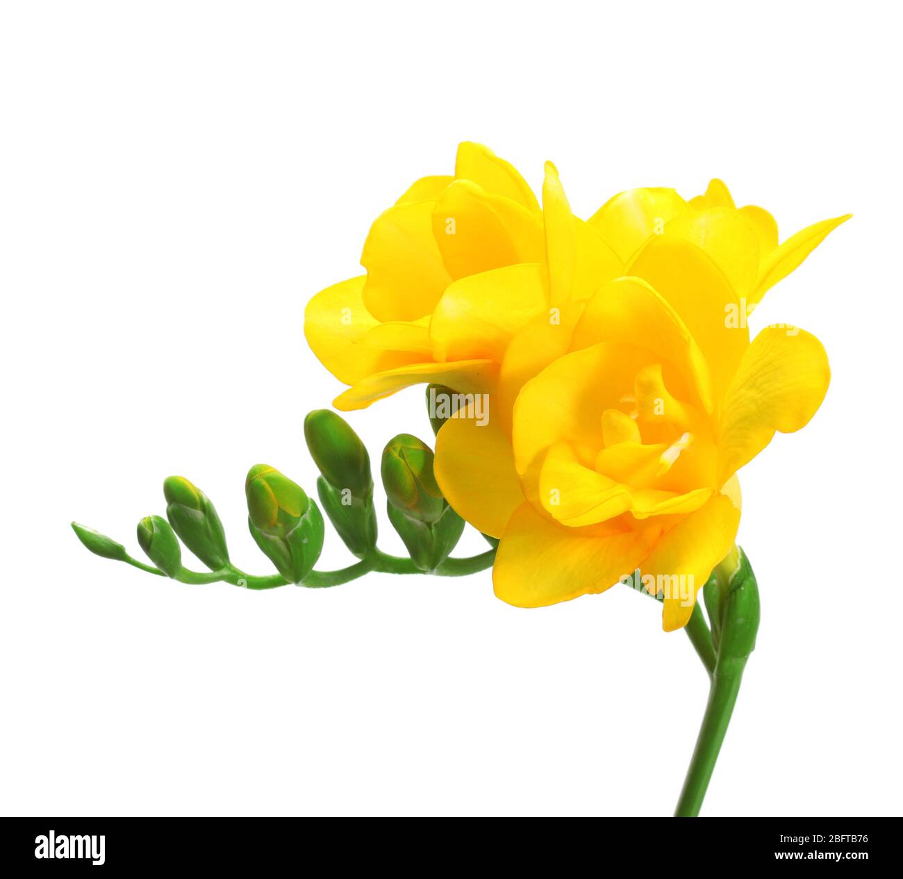 Freesia blooms Cut Out Stock Images & Pictures - Alamy