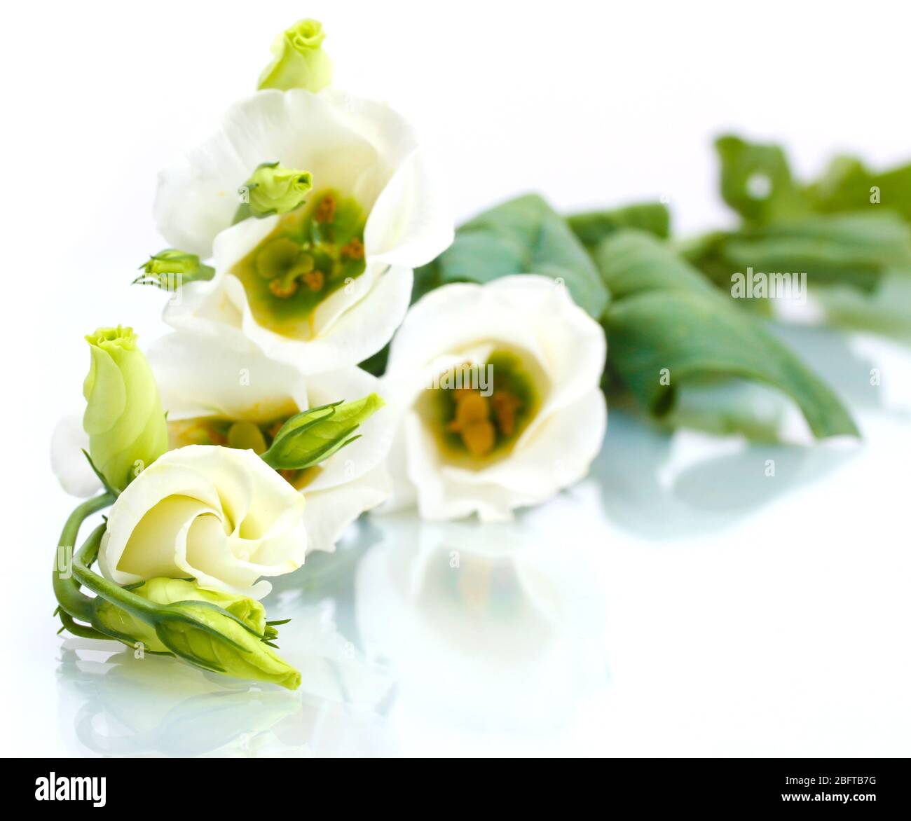 beautiful spring flowers isolated on white Stock Photo - Alamy