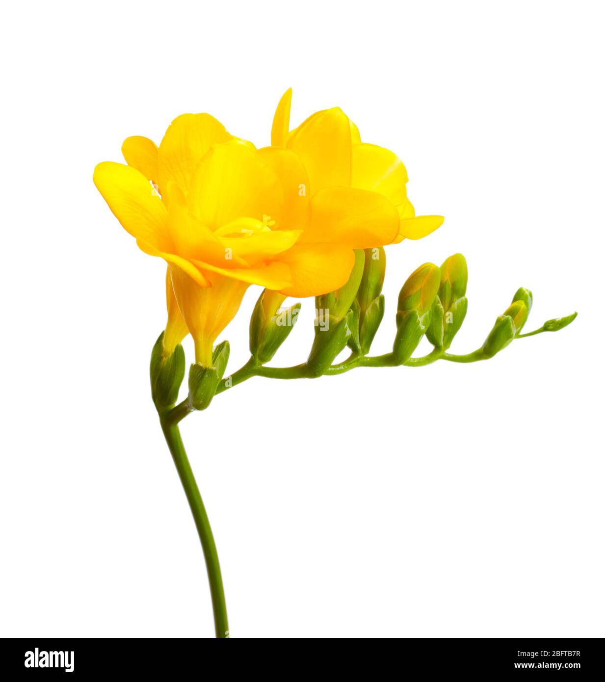 Freesia blooms Cut Out Stock Images & Pictures - Alamy