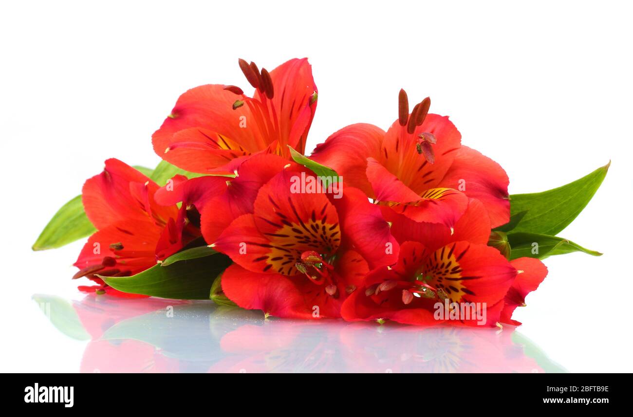 alstroemeria red flowers isolated on white Stock Photo - Alamy