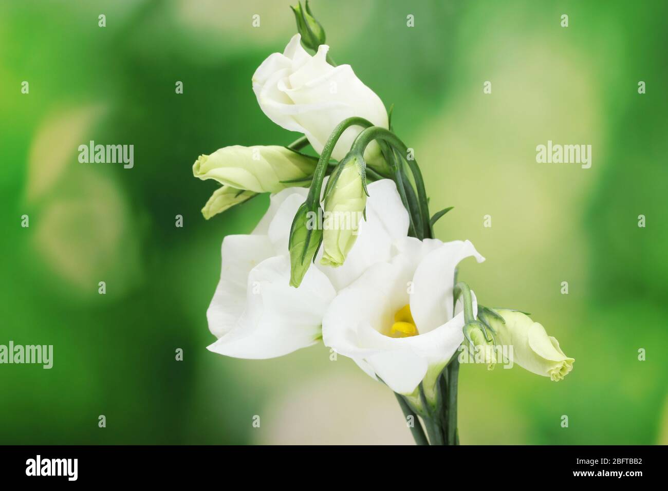 beautiful spring flowers on green background Stock Photo - Alamy