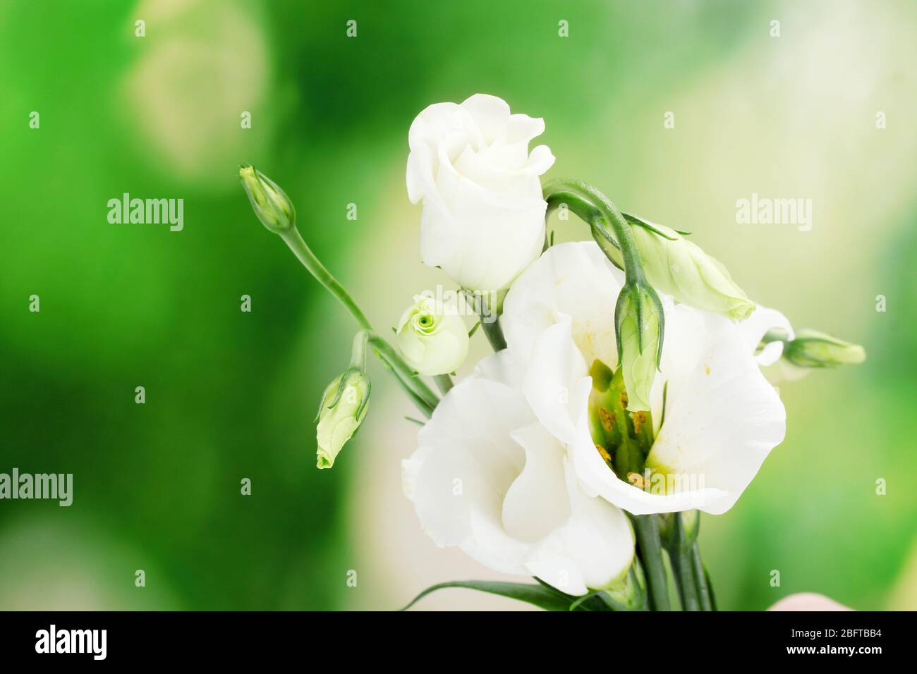 beautiful spring flowers on green background Stock Photo - Alamy