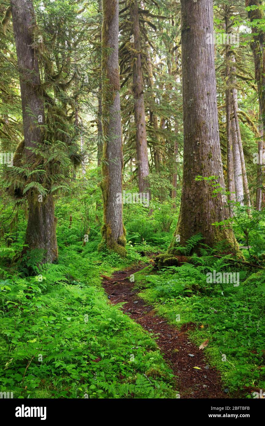 Baker River Trail running through old growth forest, North Cascades ...