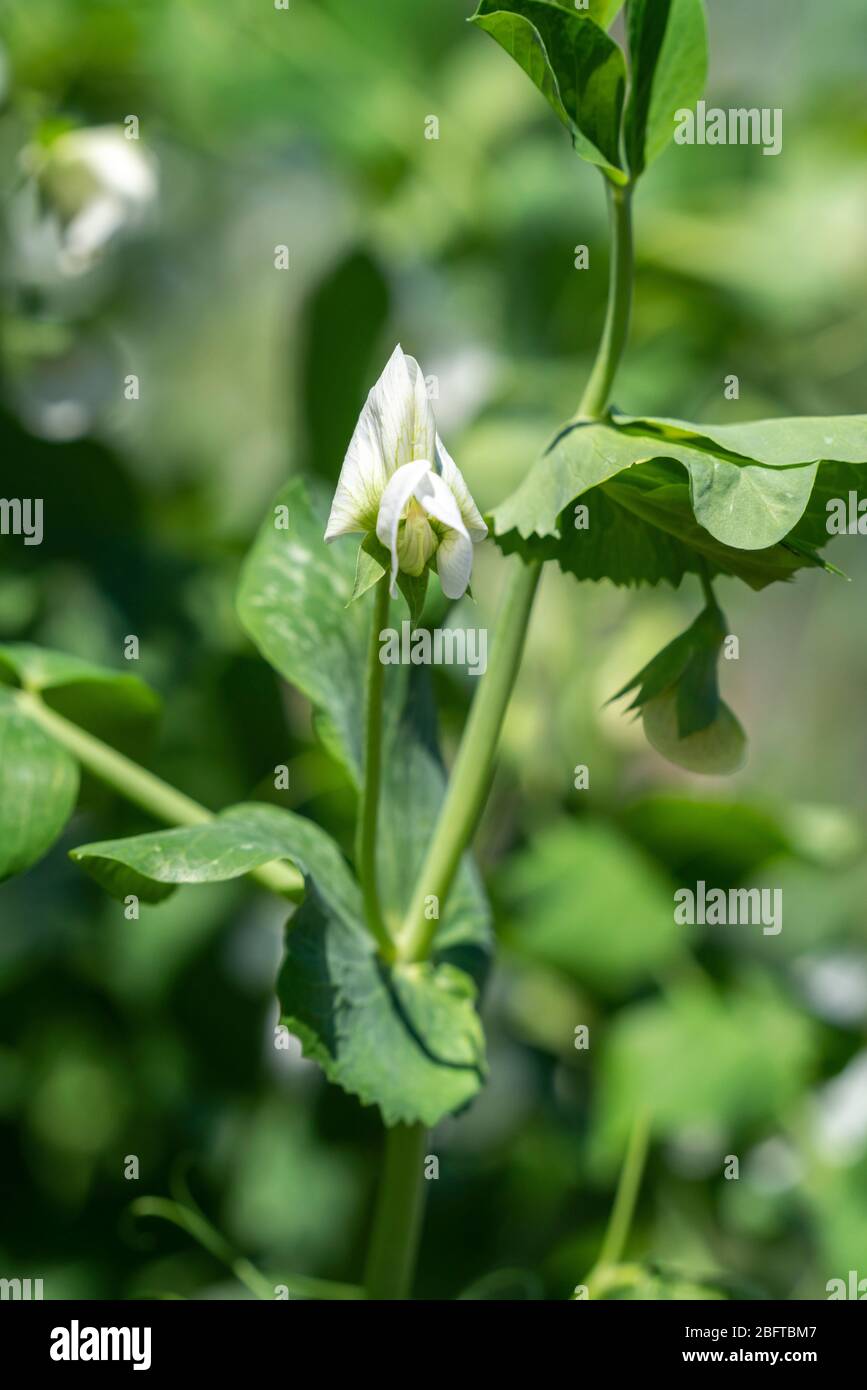 Snap pea flower blooming, Isehara City, Kanagawa Prefecture, Japan ...