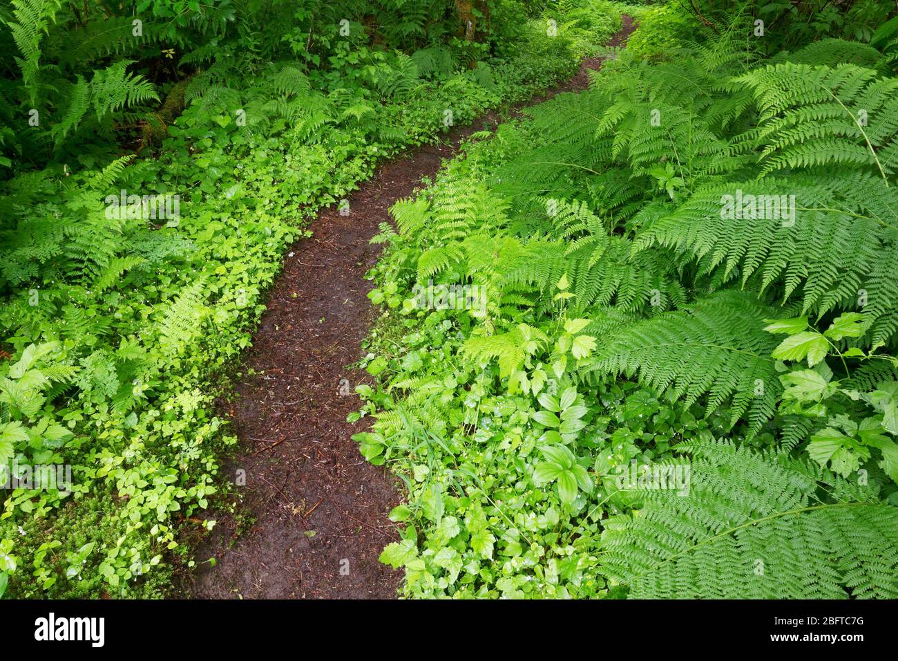 Baker River Trail running through old growth forest, North Cascades ...