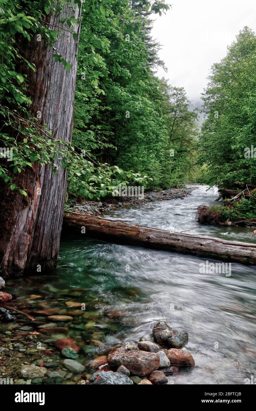 Old Growth Forest Washington State Taking The Pulse Of A Forest (U.S.