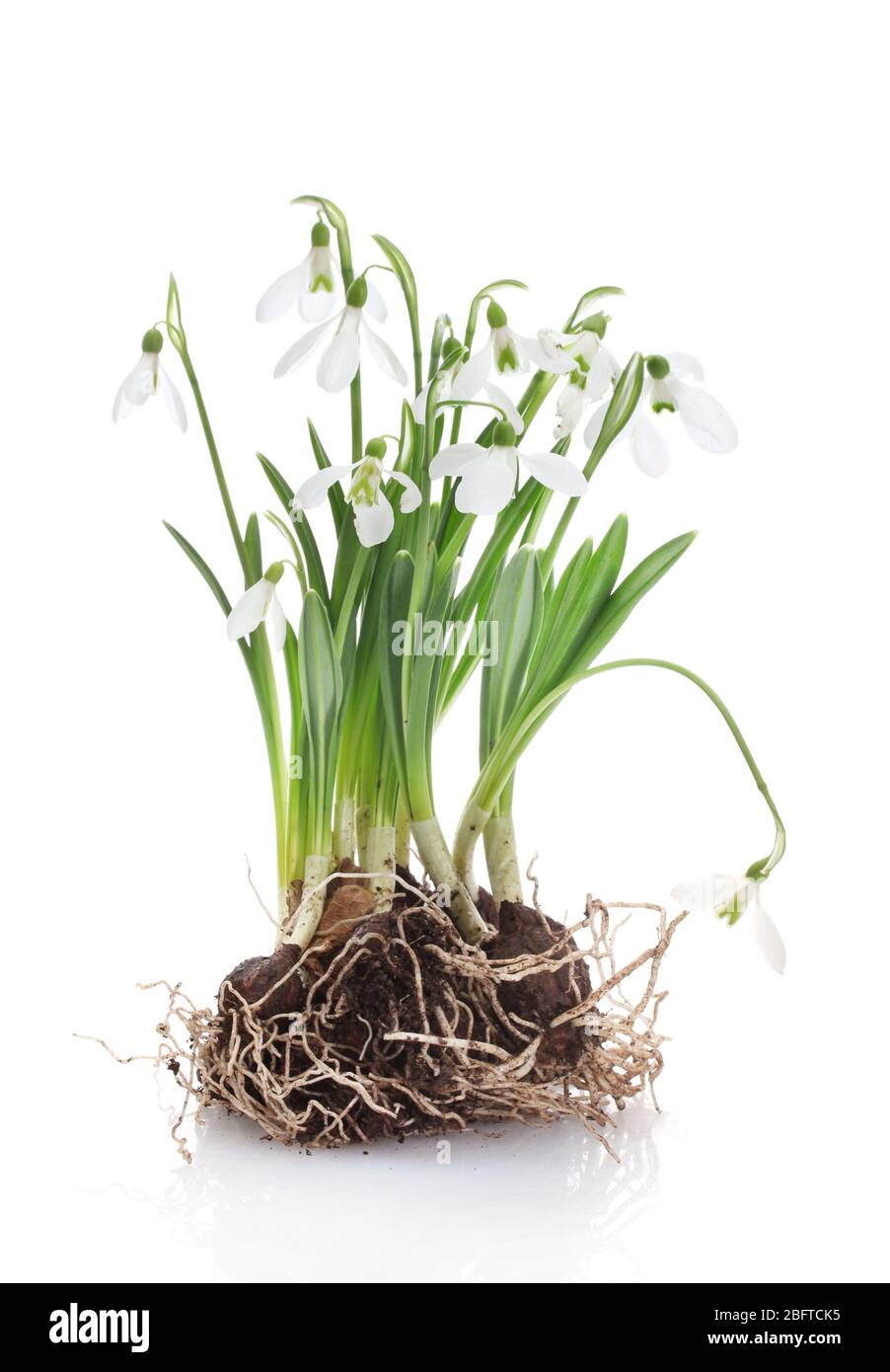 snowdrops with roots and soil isolated on white Stock Photo - Alamy