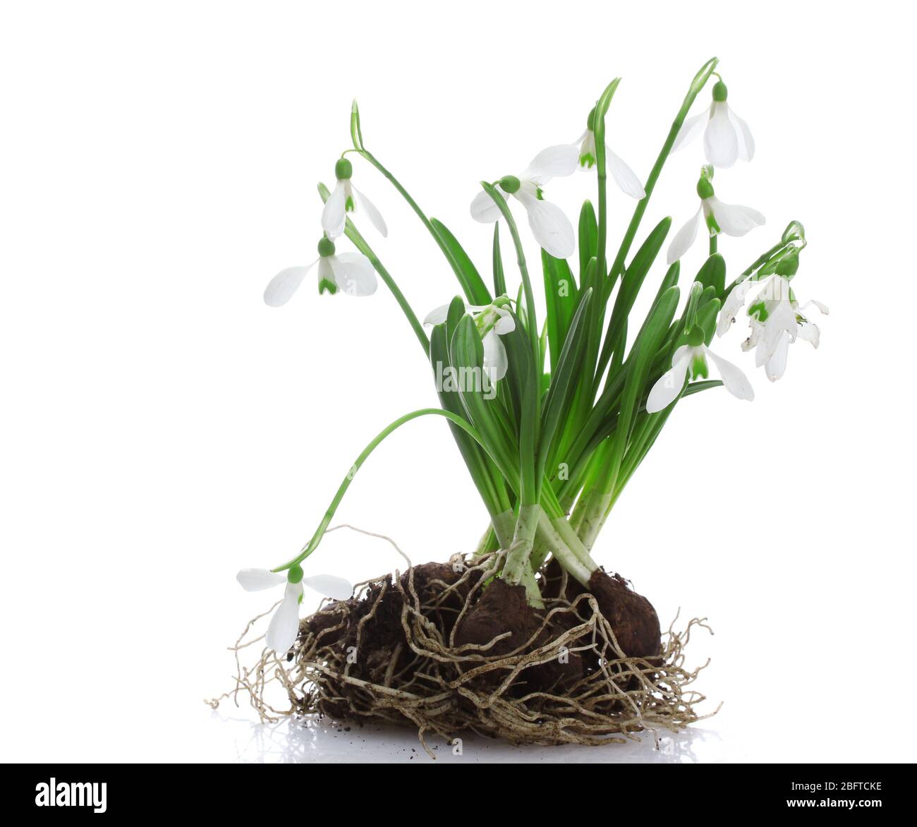 snowdrops with roots and soil isolated on white Stock Photo - Alamy