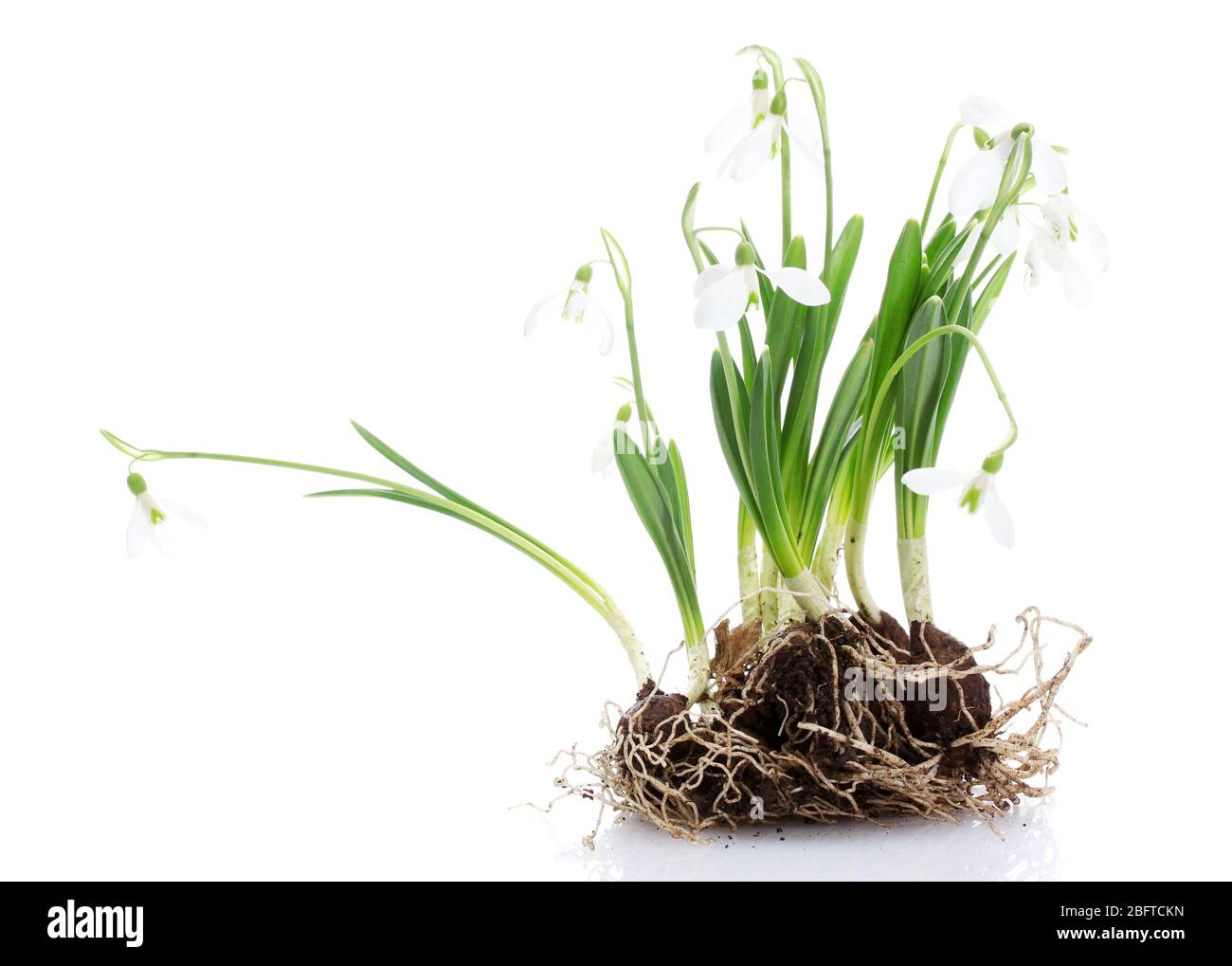 snowdrops with roots and soil isolated on white Stock Photo - Alamy
