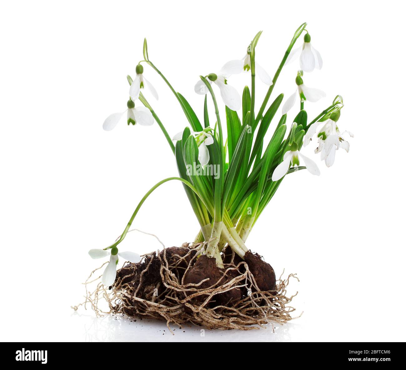 snowdrops with roots and soil isolated on white Stock Photo - Alamy