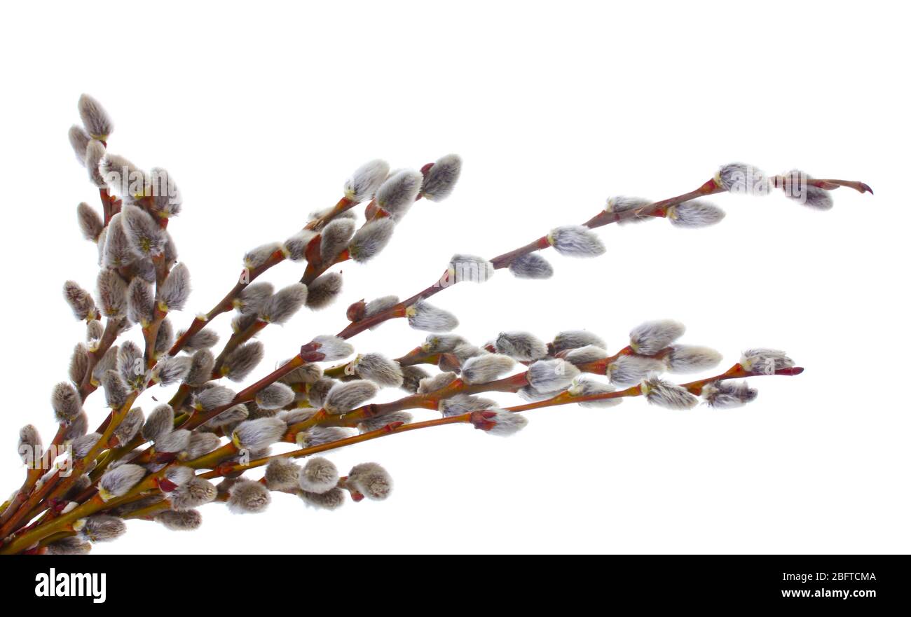 pussy-willow twigs isolated on white Stock Photo - Alamy