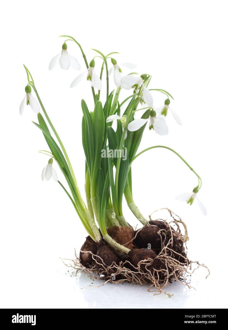 snowdrops with roots and soil isolated on white Stock Photo - Alamy