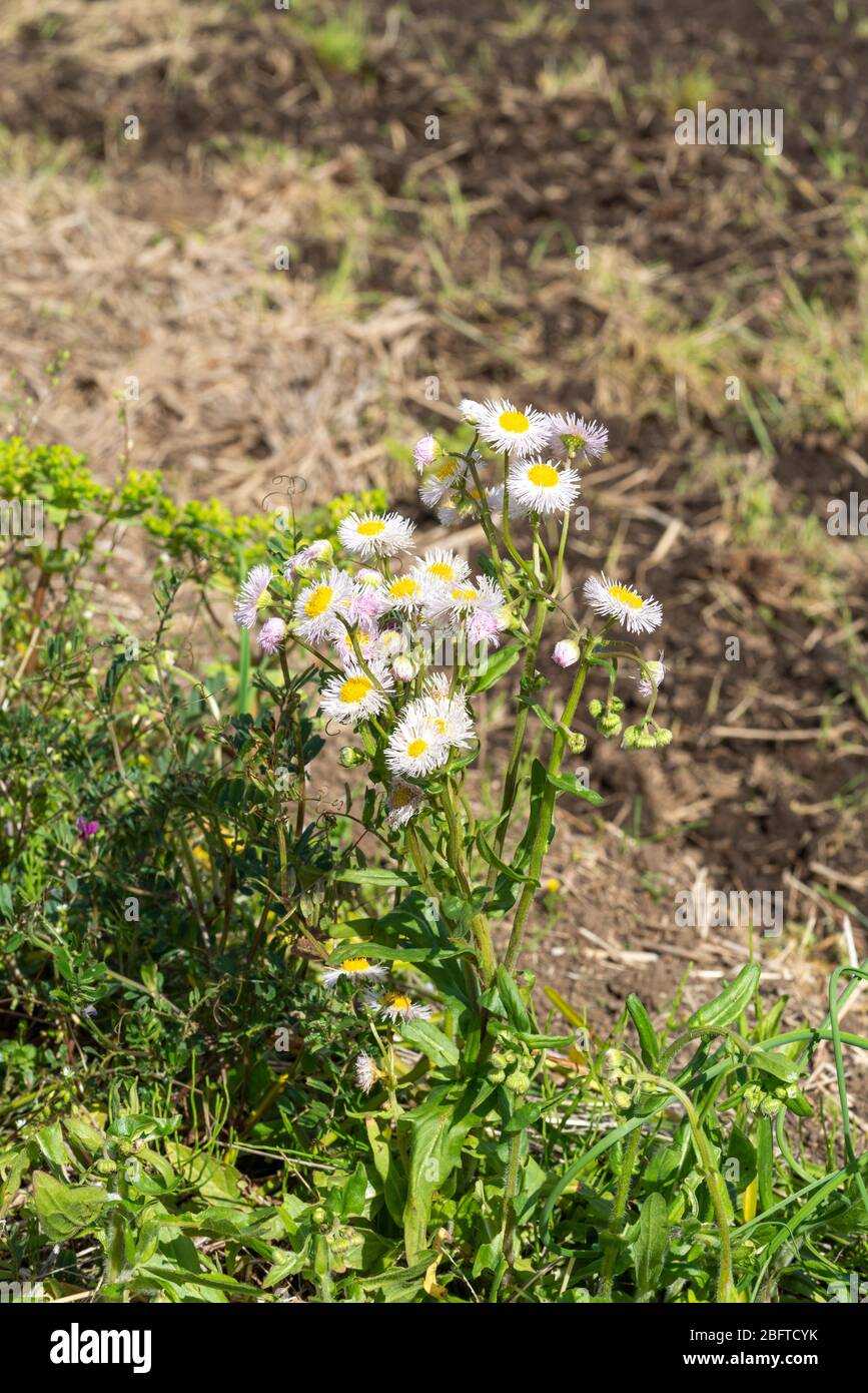 Philadelphia fleabane (Erigeron philadelphicus), Isehara City, Kanagawa ...