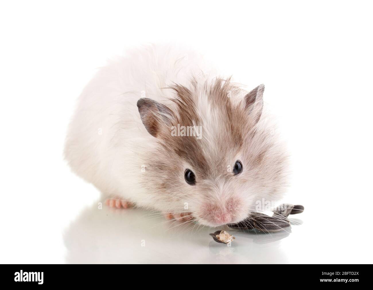 Cute hamster eating sunflower seeds isolated white Stock Photo - Alamy