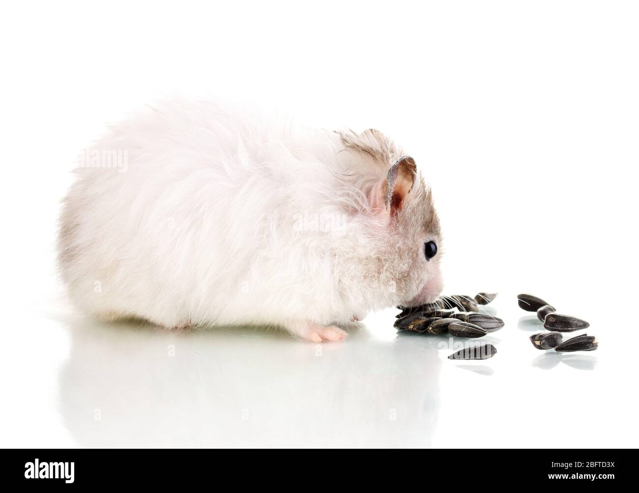 Cute hamster eating sunflower seeds isolated white Stock Photo - Alamy