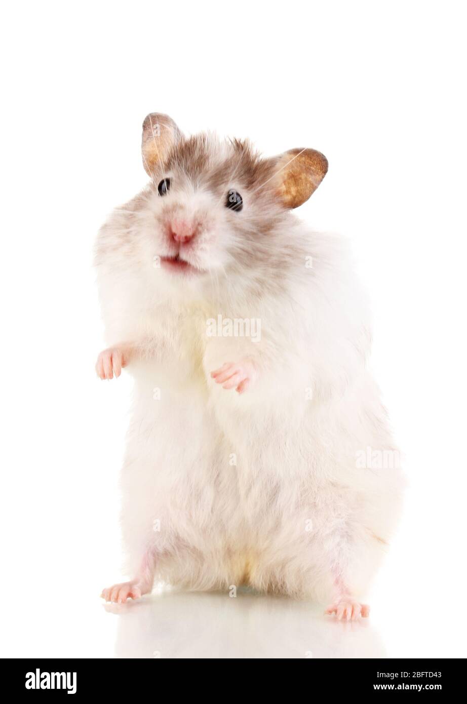 Cute hamster standing isolated white Stock Photo - Alamy