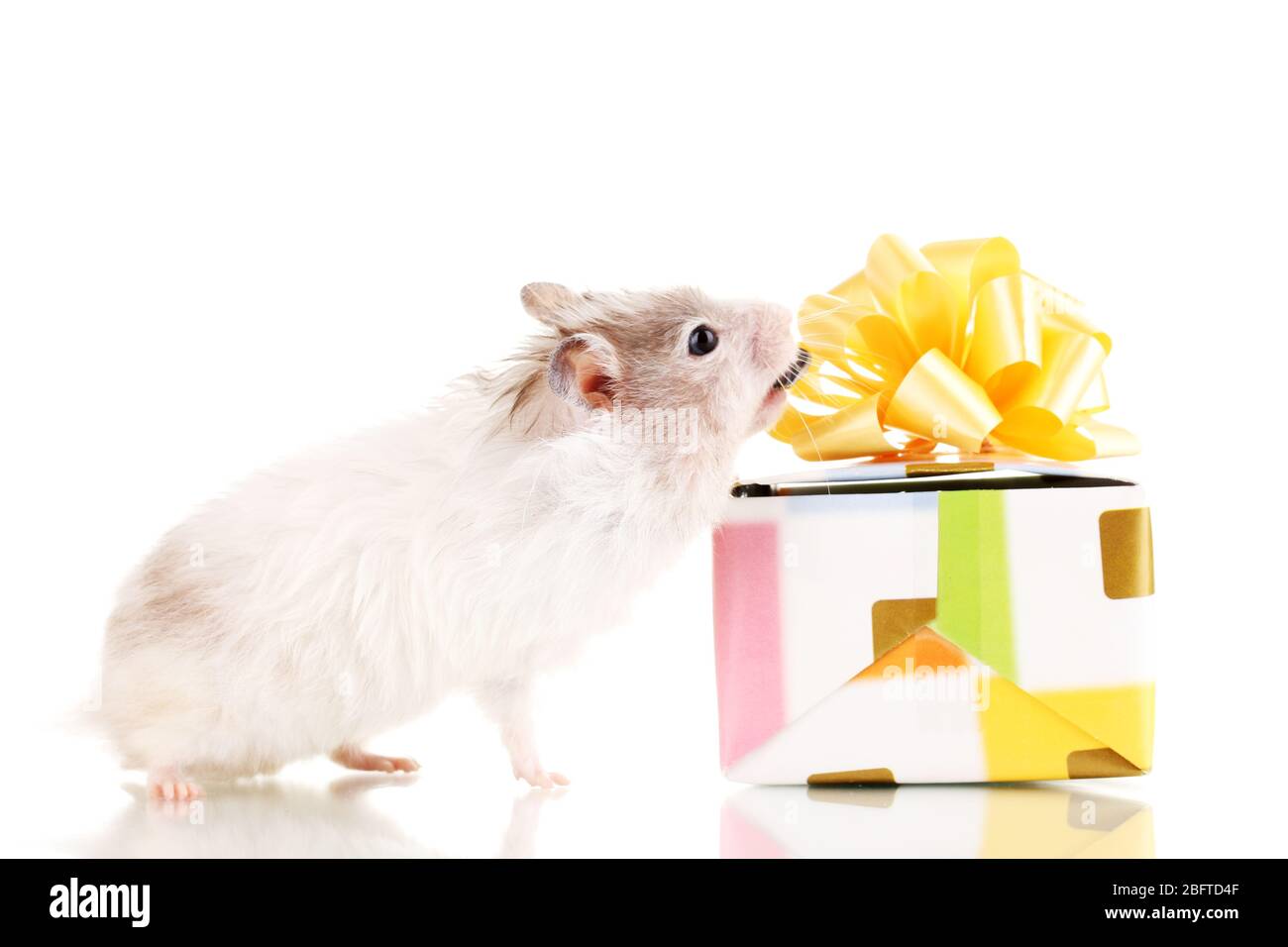 Cute hamster and gift box isolated white Stock Photo - Alamy