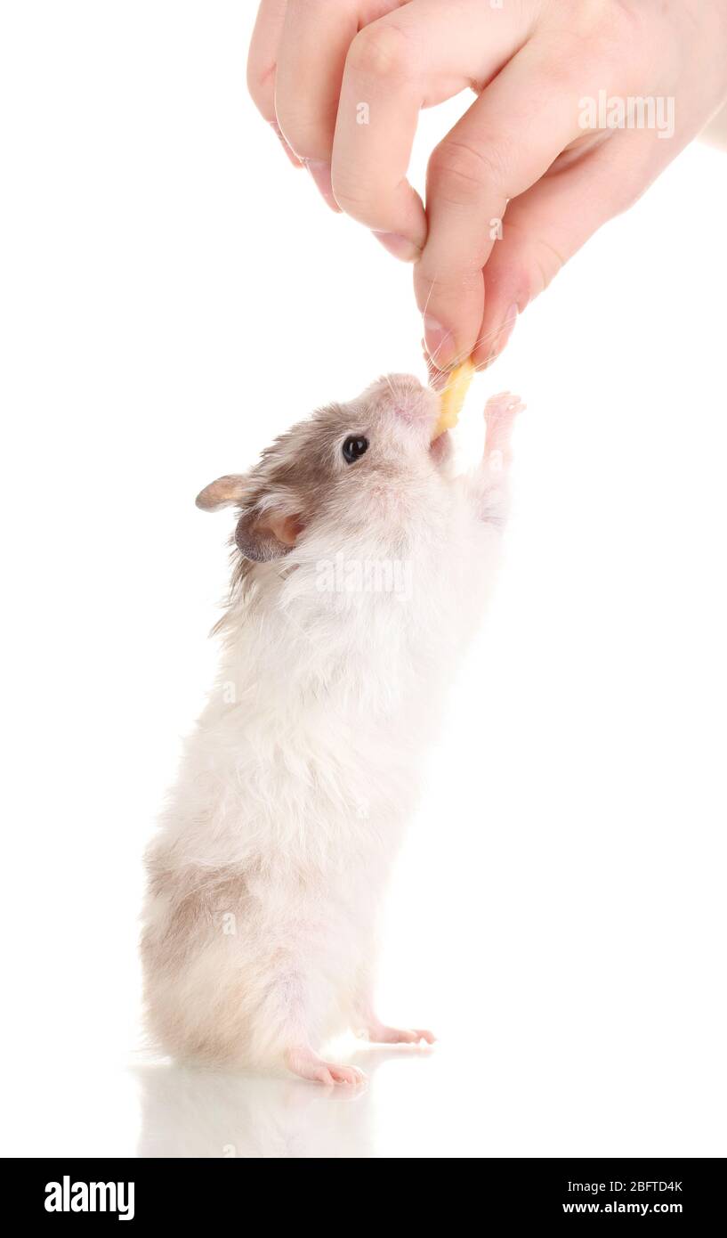 Cute hamster standing isolated white Stock Photo - Alamy